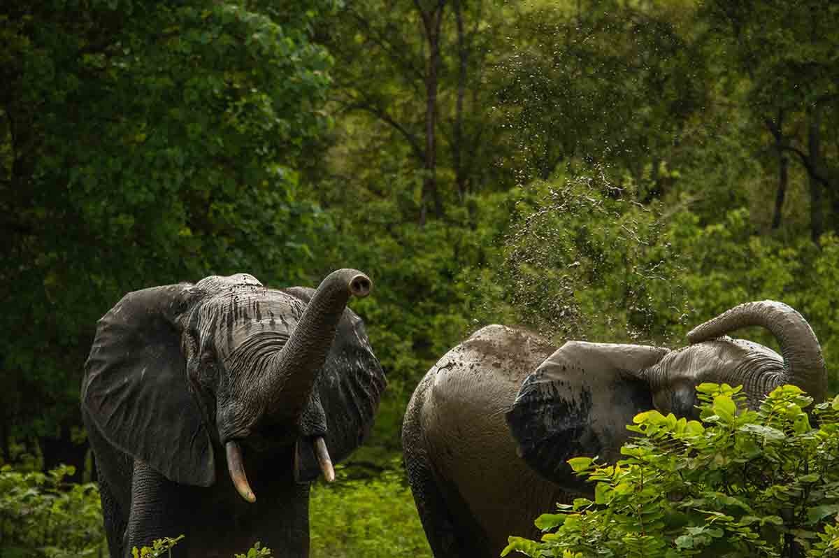 Esta es la relación entre elefantes de bosque africano y cambio climático