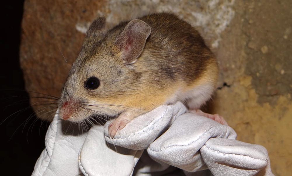 Lauchón orejudo: así es el mamífero que más alto ha vivido